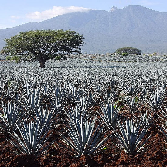 Organic Blue Agave Nectar | Amber Agave | Madhava | Hong Kong ...